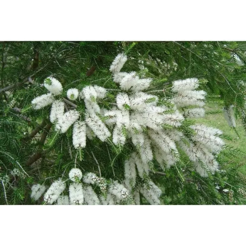 Óleo Essencial Tea Tree (Melaleuca) Australiana WNF - 10ml - Blend ...